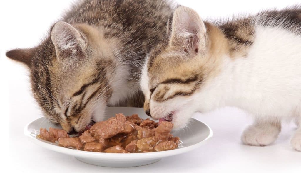 10+ Rekomendasi Makanan Basah Kucing (Wet Food) Terbaik (Terbaru 2024 ...