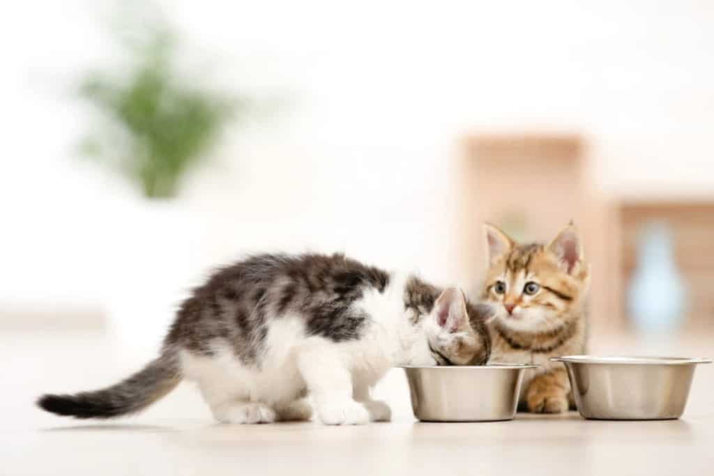 10+ Rekomendasi Makanan Kucing Kitten Terbaik (Terbaru 2025) - CekList.ID