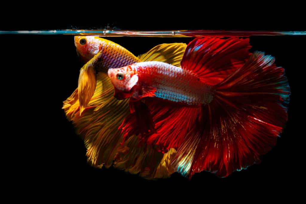 12 Rekomendasi Aquarium Ikan Cupang Terbaik (Terbaru 2024) - CekList.ID