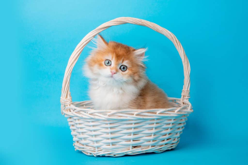 10+ Rekomendasi Makanan Kucing Murah Terbaik (Terbaru 2024) - CekList.ID